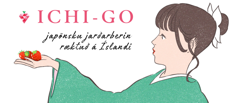 Japönsku jarðarberin ræktuð á Íslandi｜ICHI-GO